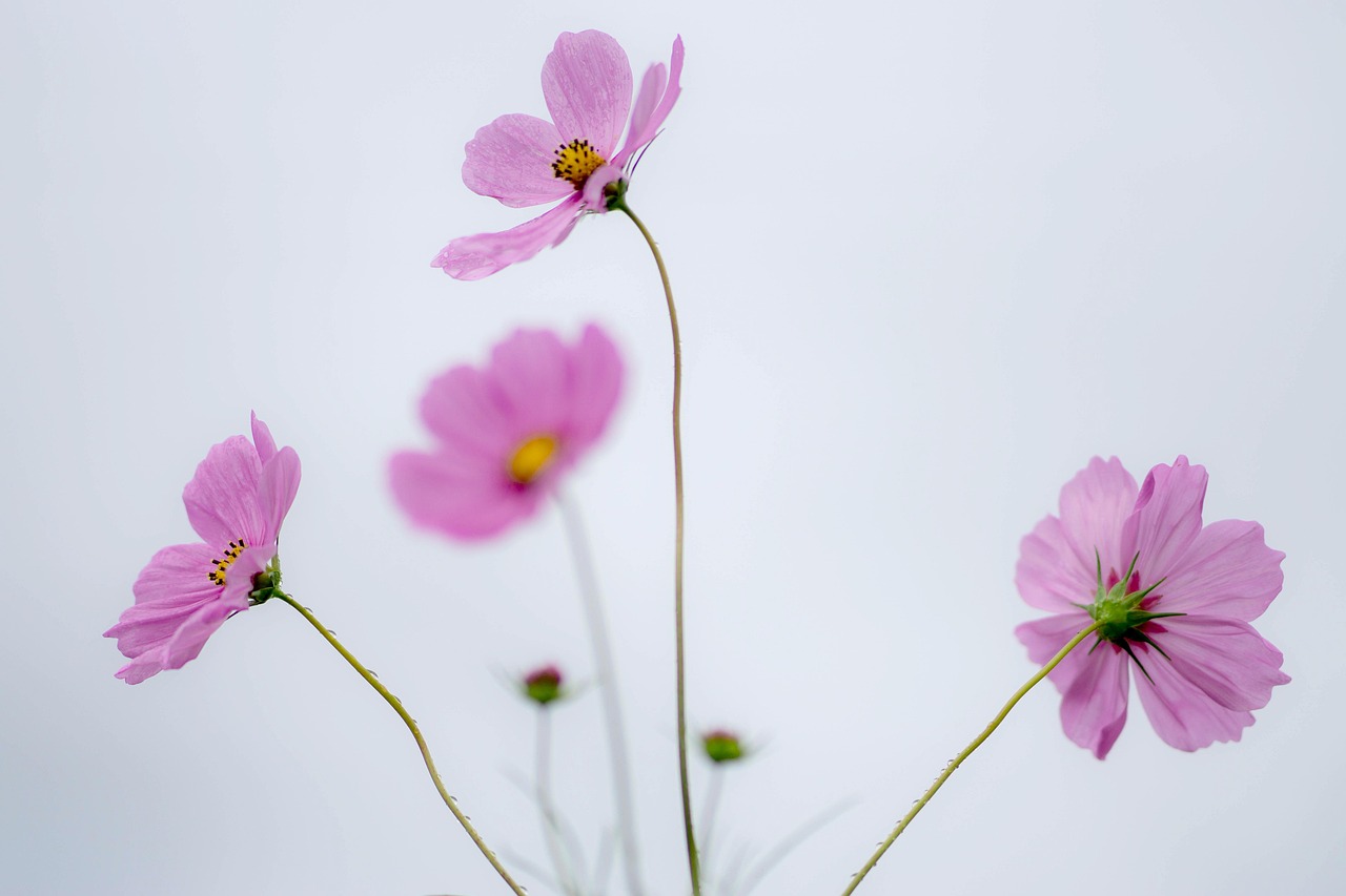 50,000+ Free Cosmos Flower Field & Nature Images - Pixabay