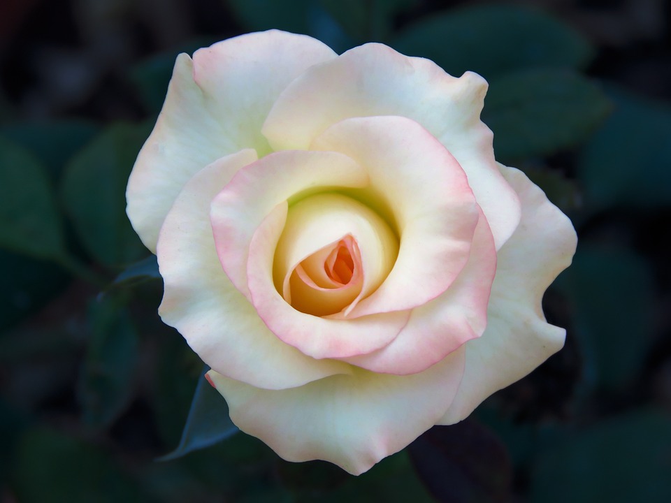 Rose Blanche - Photo gratuite sur Pixabay - Pixabay