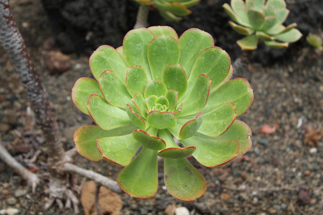Succulent Cactus Plant - Free photo on Pixabay - Pixabay