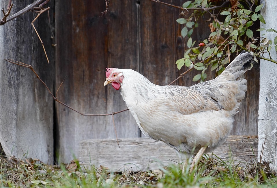 Chicken Biohuhn Chick Farm - Free photo on Pixabay - Pixabay