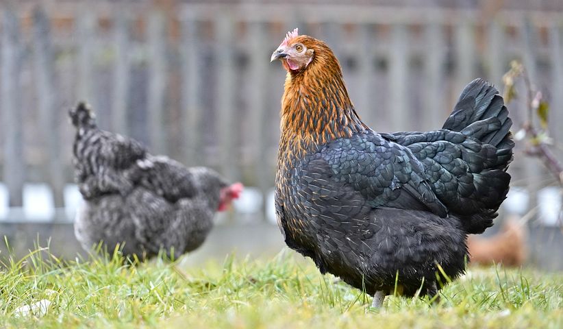 3,000+ Free Hen & Chicken Images - Pixabay