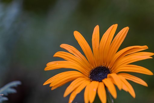 60+ Free January Flower & January Photos - Pixabay