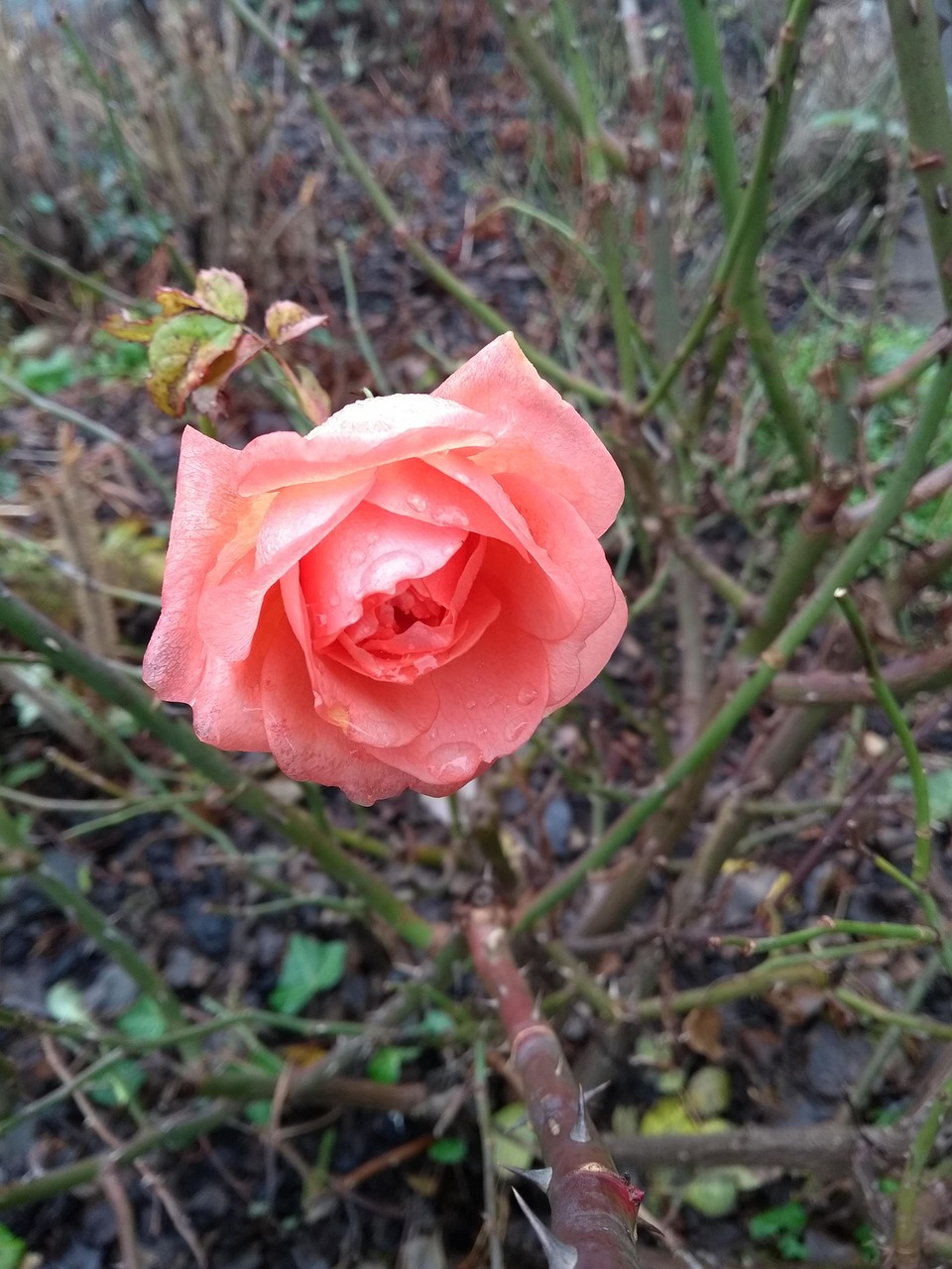 Rose Winter Herbst - Kostenloses Foto auf Pixabay - Pixabay