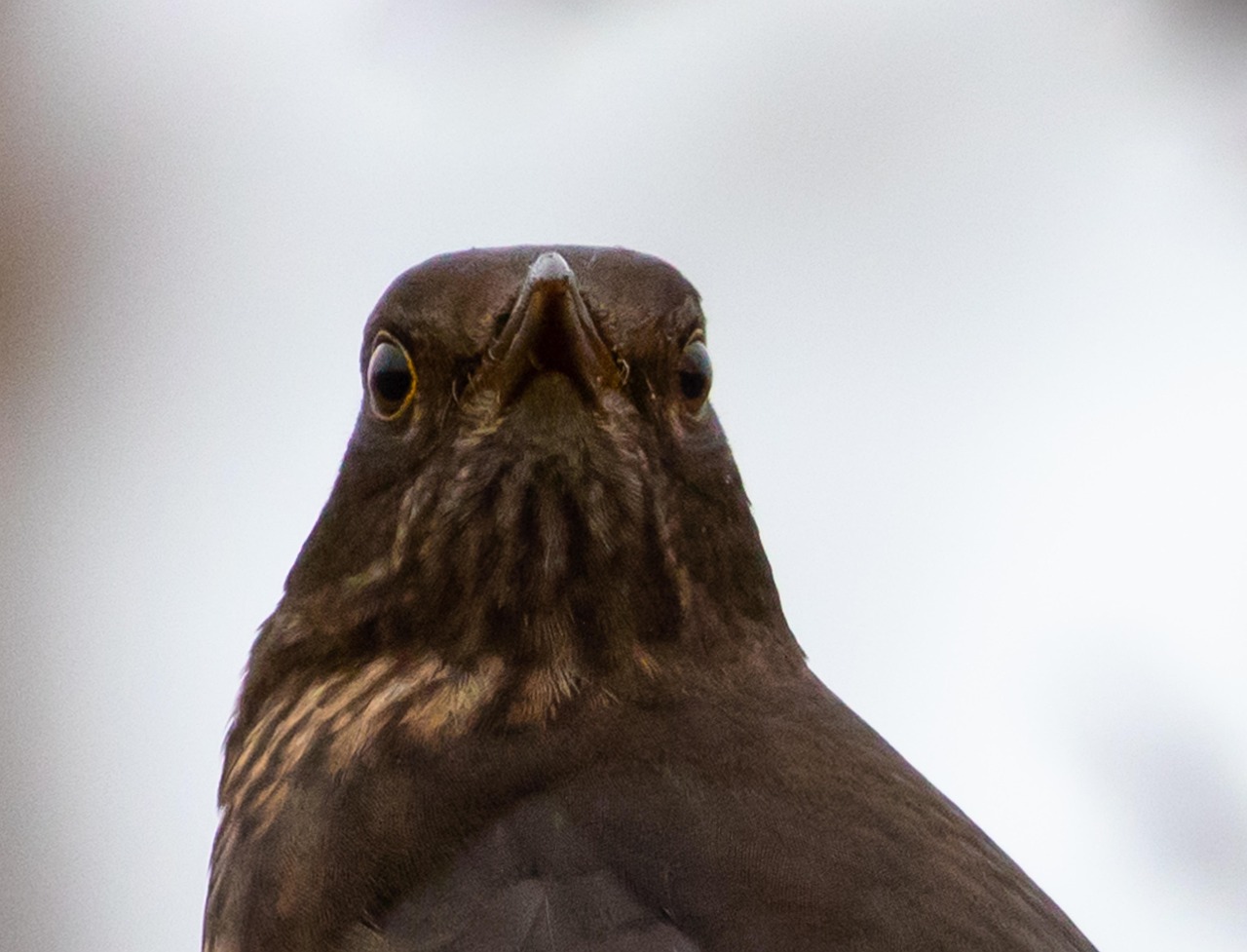 Merle Femelle Oiseau - Photo gratuite sur Pixabay - Pixabay