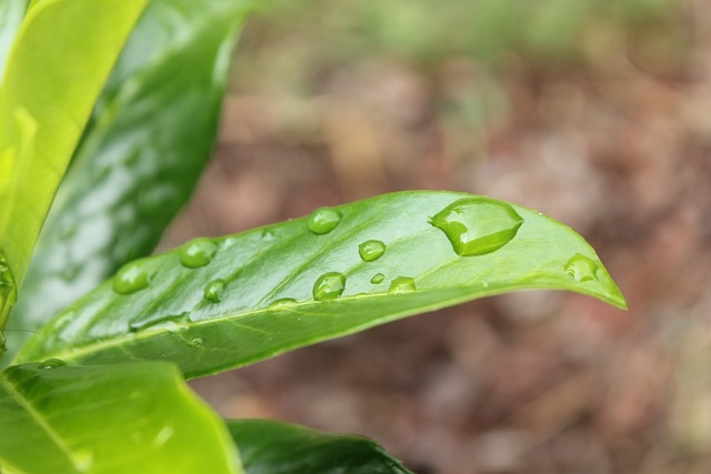 Vattendroppe Regn Växt - Gratis foto på Pixabay - Pixabay