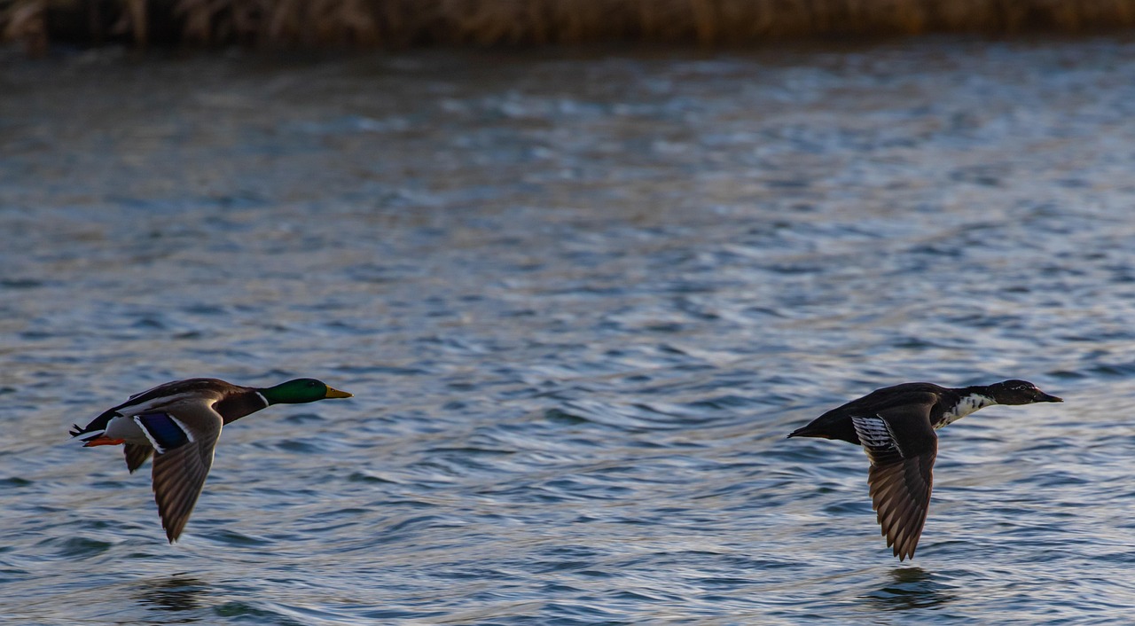 600+ Free Teal & Nature Images - Pixabay
