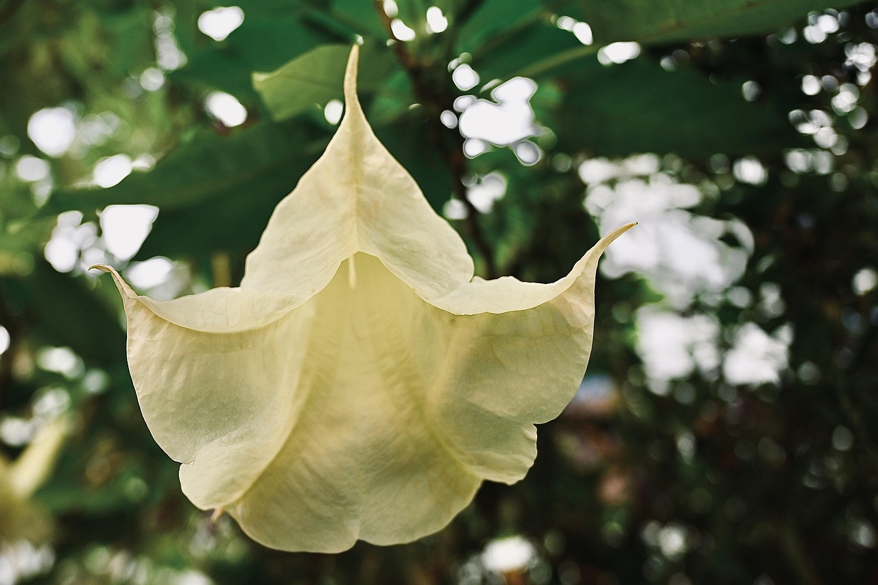 Flower Blossom Bloom - Free photo on Pixabay
