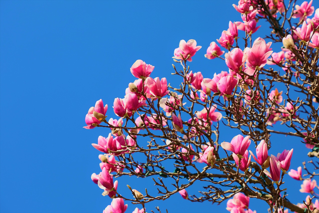 Magnolia Flower Spring - Free photo on Pixabay - Pixabay
