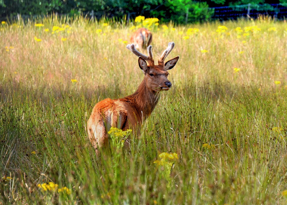 Red Deer Cerf Bois - Photo gratuite sur Pixabay