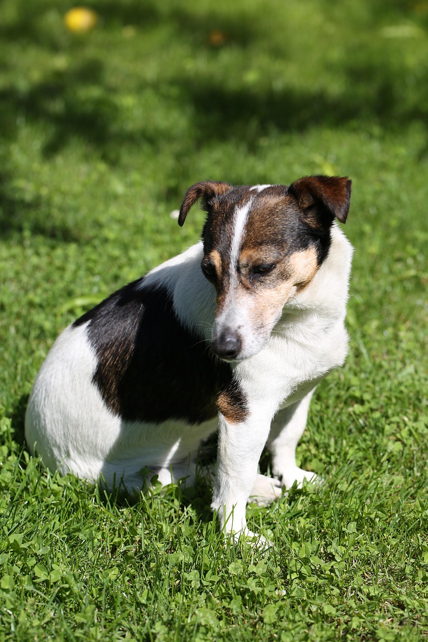 60+ kostenlose Hundewelpen und Welpe-Bilder - Pixabay