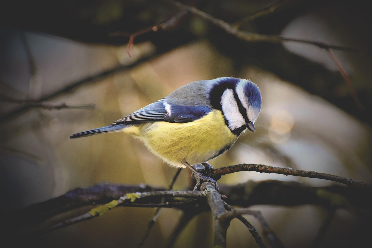 Blue Tit Songbird Bird Small - Free photo on Pixabay - Pixabay
