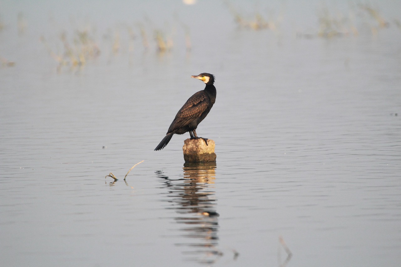 Cormorant Bird Animal - Free photo on Pixabay