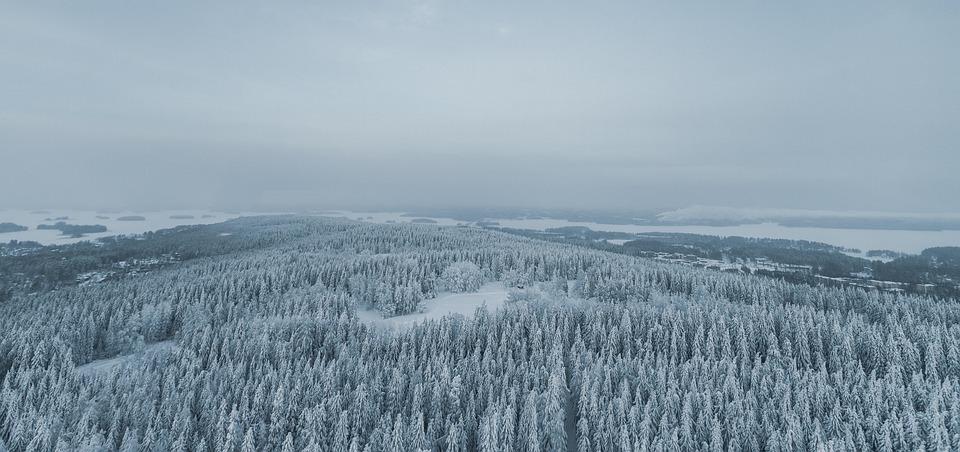 Frozen Snow On Tree Branches - Free photo on Pixabay