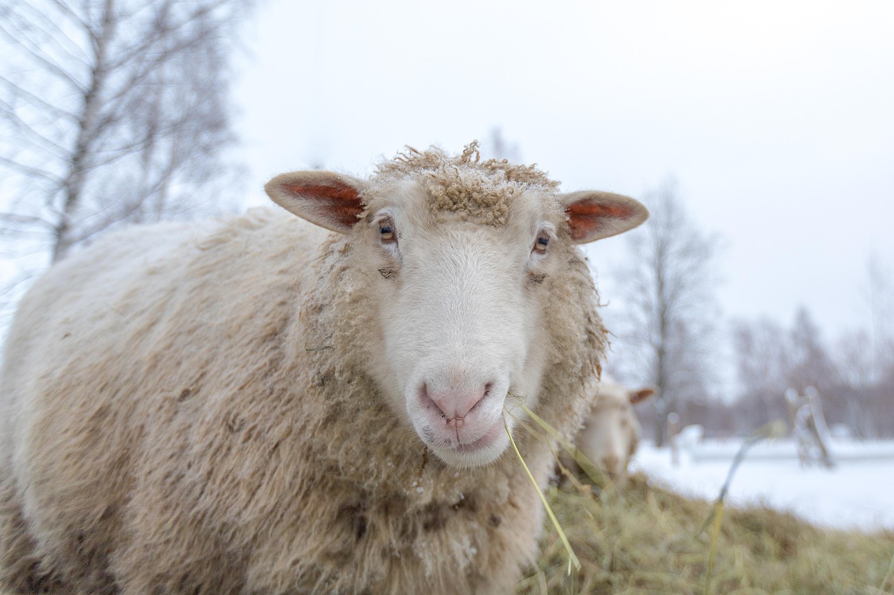 Sheep Animal Winter - Free photo on Pixabay - Pixabay
