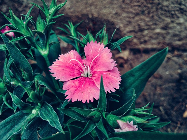 China Pink Garden - Free photo on Pixabay