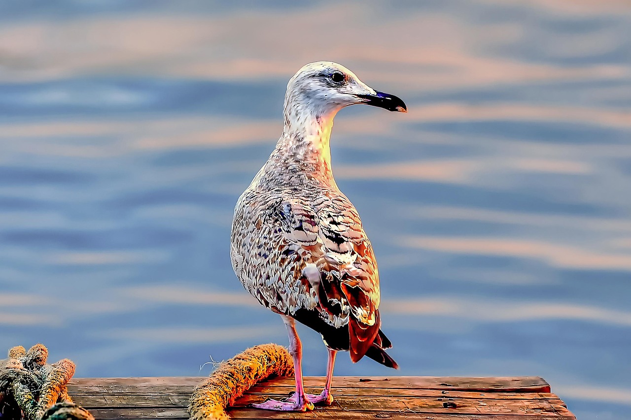 100 000 гњcretsiz Bird Header Ve Doдџa Gг Rseli Pixabay