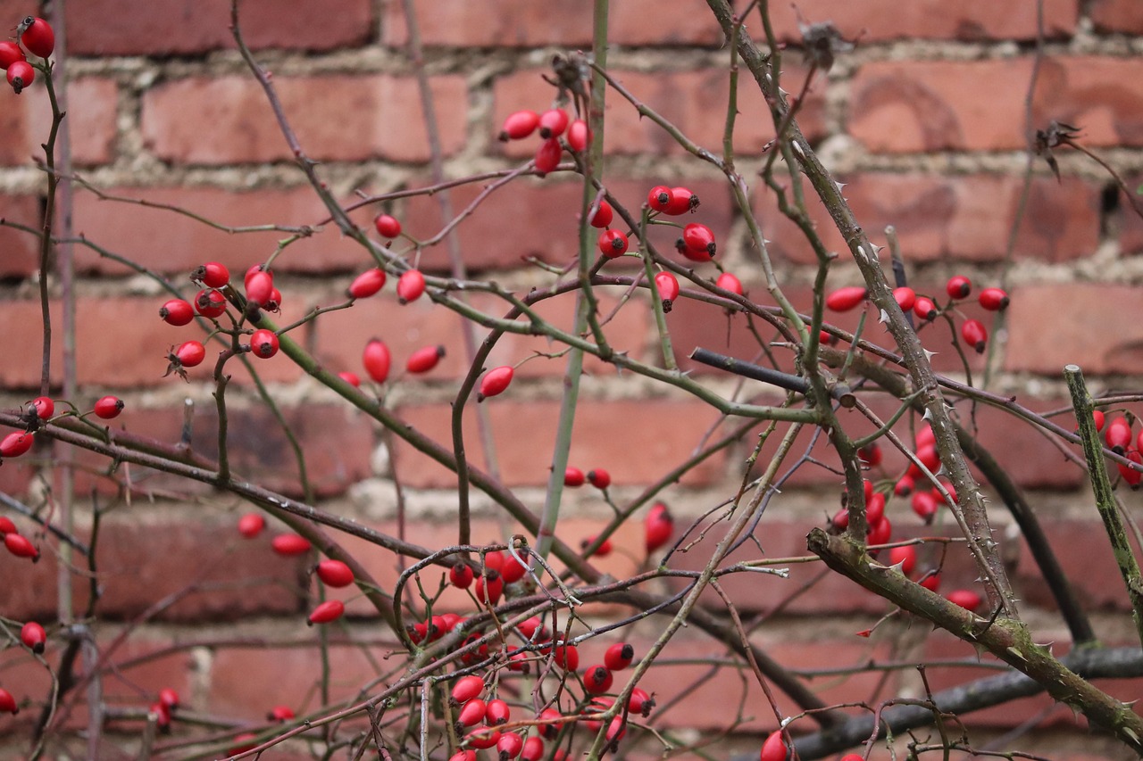 Rosehips Shrub Rose Bush - Free photo on Pixabay - Pixabay