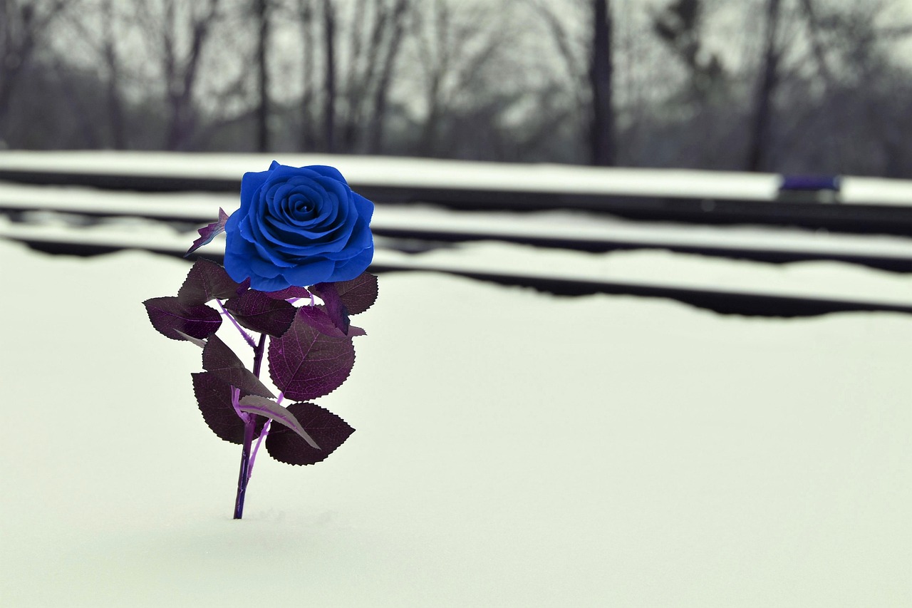 Blue Rose Near Rail True Love - Free photo on Pixabay