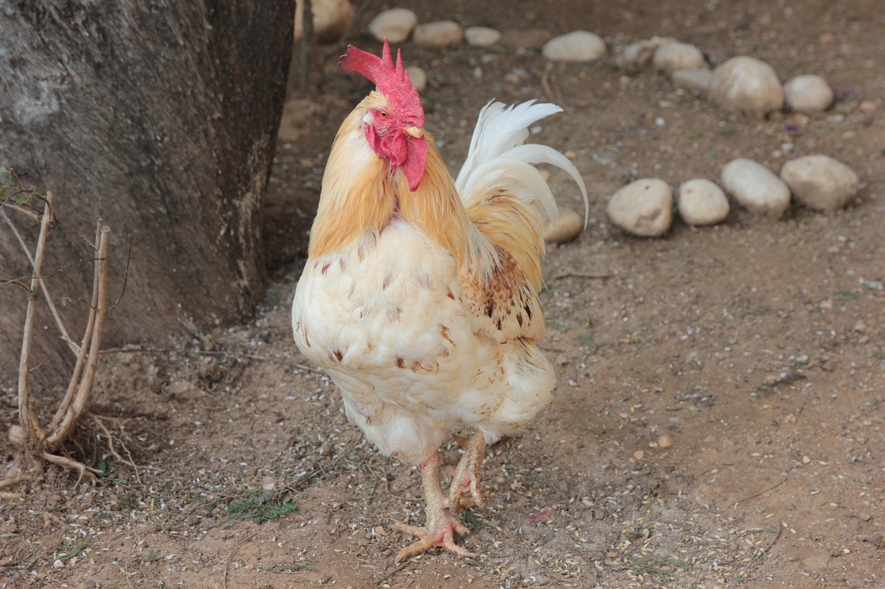 300+ Free Cockerels & Rooster Images - Pixabay