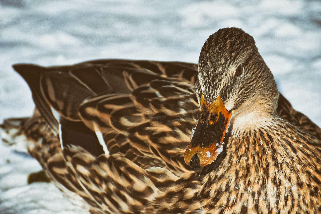 50+ Free Platypus & Animal Images - Pixabay