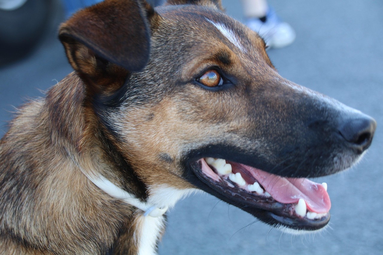 Cachorro Animais Animal Doméstico - Foto gratuita no Pixabay - Pixabay