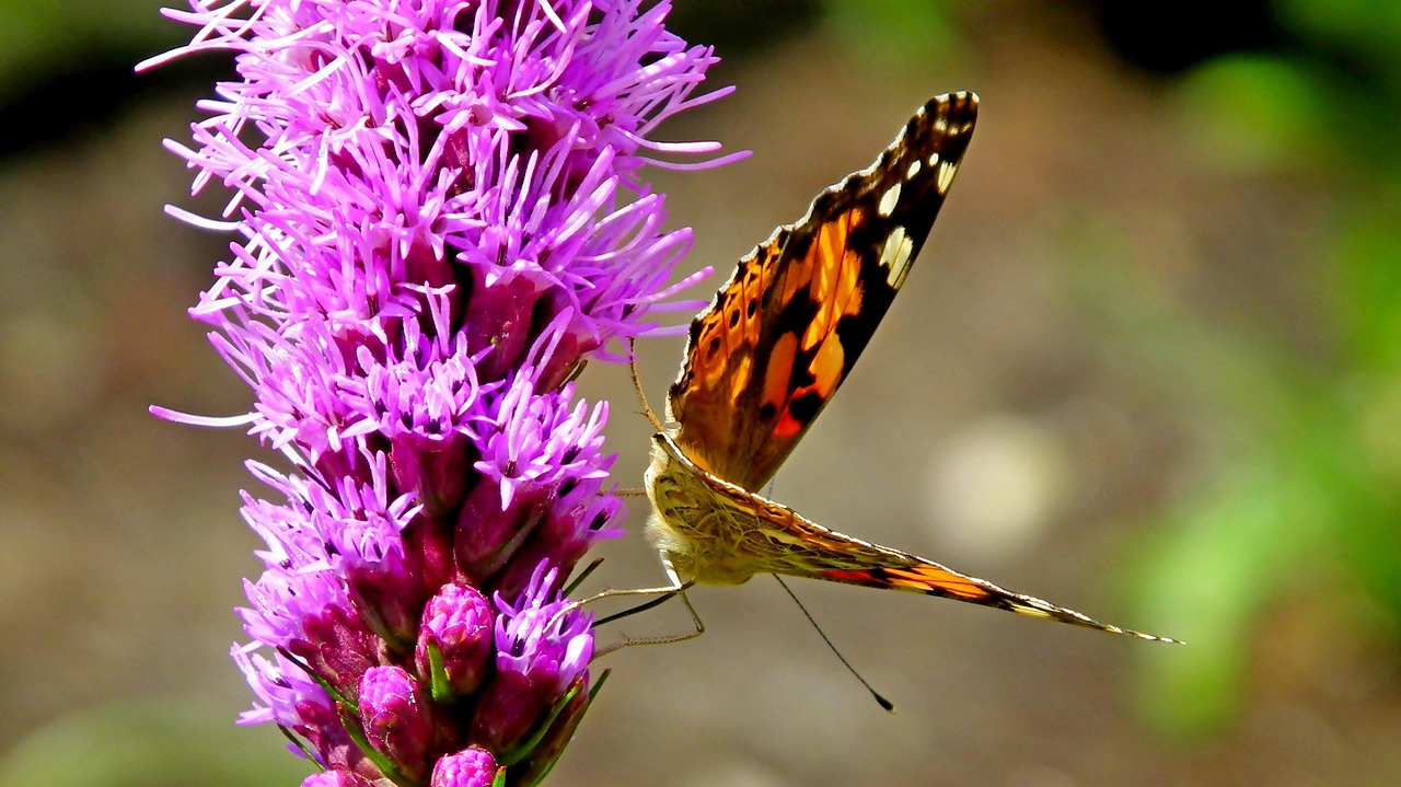 Butterfly Insect Flower Latria - Free photo on Pixabay - Pixabay