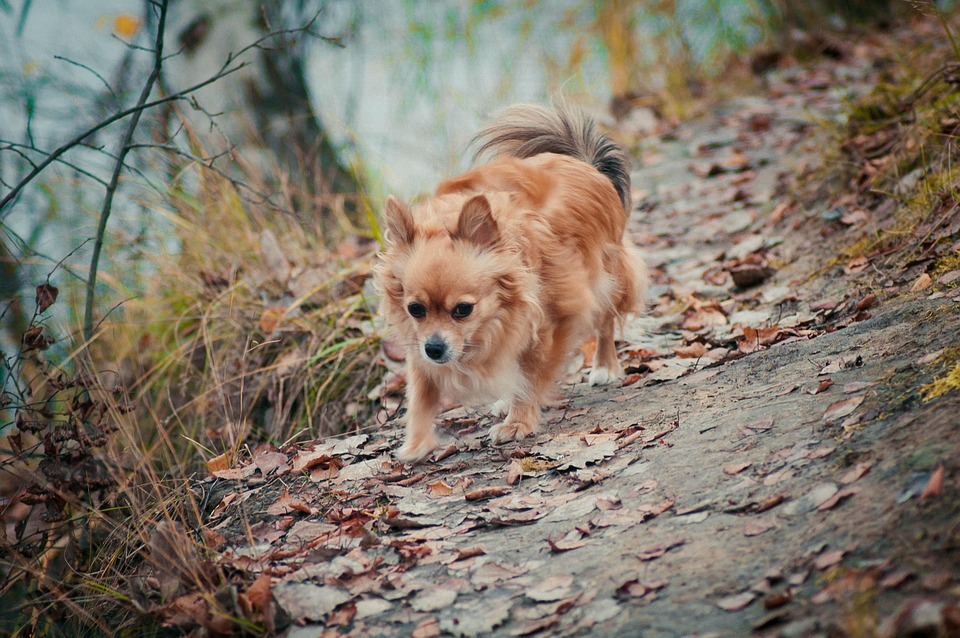 Dog Autumn Animal - Free photo on Pixabay