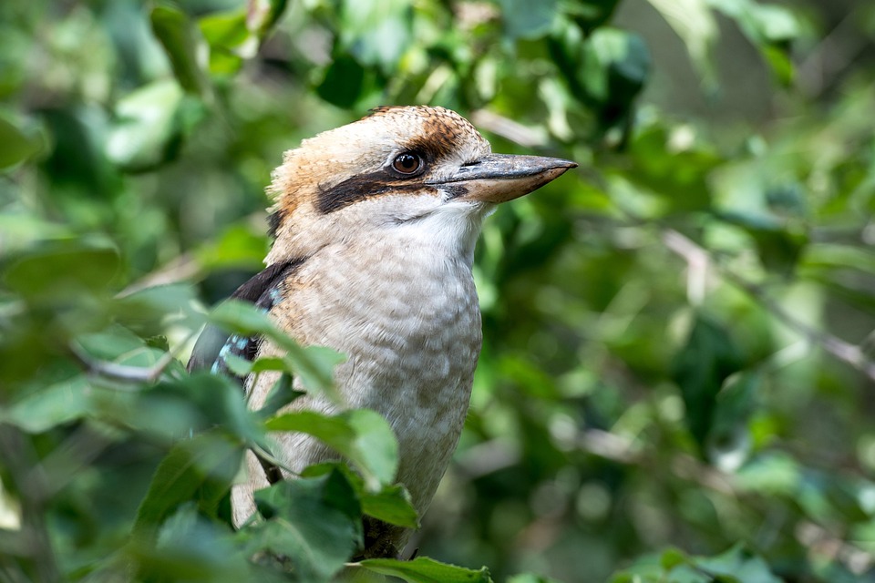 Kookaburra Bird Australia - Free photo on Pixabay - Pixabay