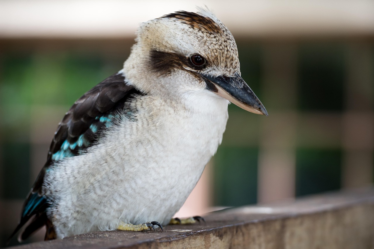 Kookaburra Bird Australia - Free photo on Pixabay - Pixabay