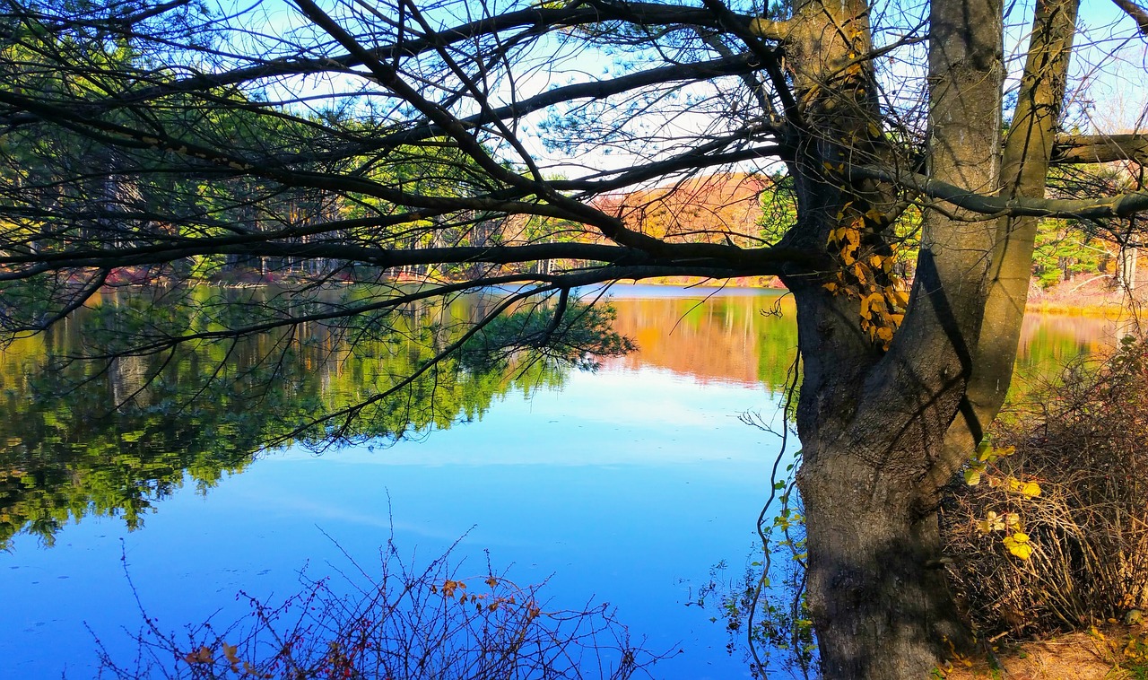 Tree Lake Forest - Free photo on Pixabay - Pixabay