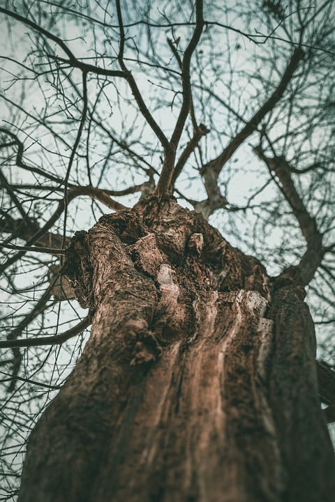 Baum Rinde Natur - Kostenloses Foto auf Pixabay - Pixabay