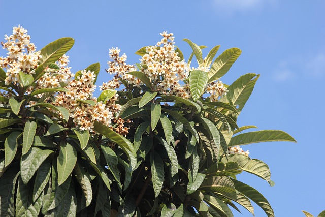 Eriobotrya Japonica Fruit Néflier - Photo gratuite sur Pixabay