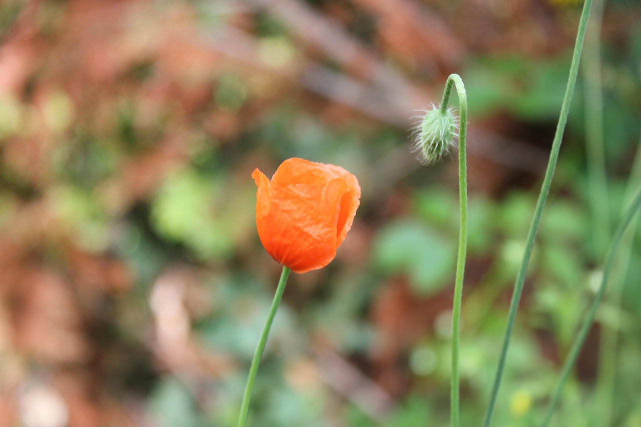 Bunga Opium Padang Rumput Selandia - Foto gratis di Pixabay