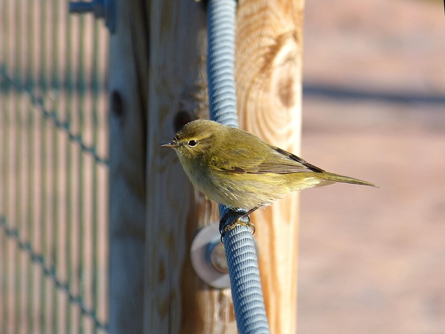 Bird Phylloscopus Collybita Common - Free photo on Pixabay