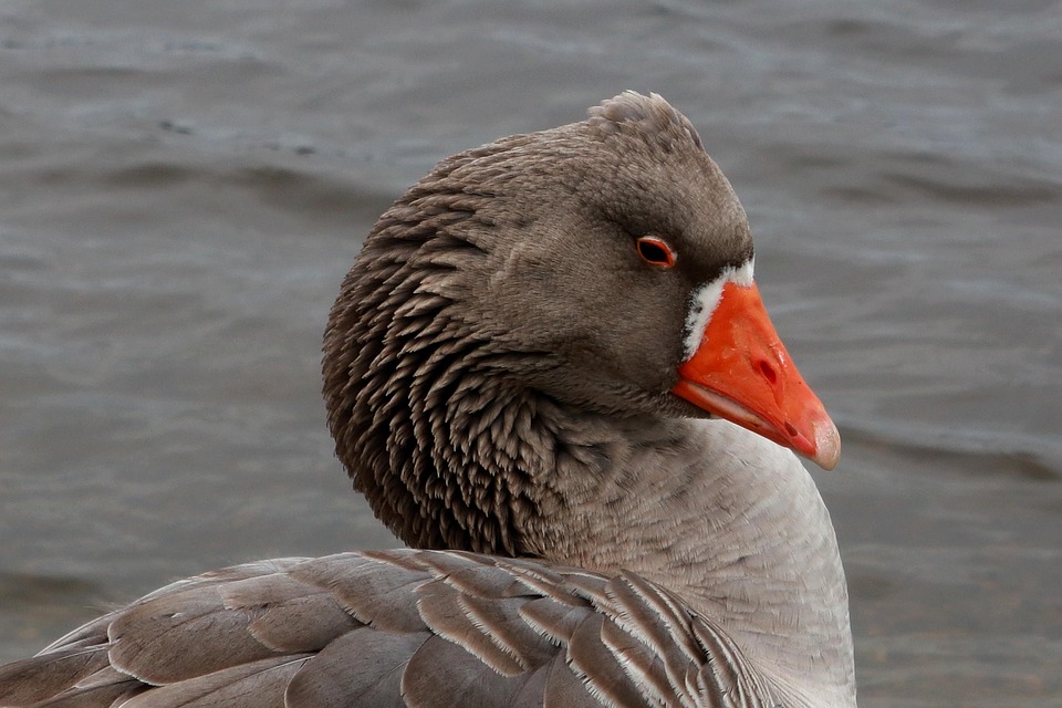 Animal Ganso Aves - Foto gratuita no Pixabay - Pixabay