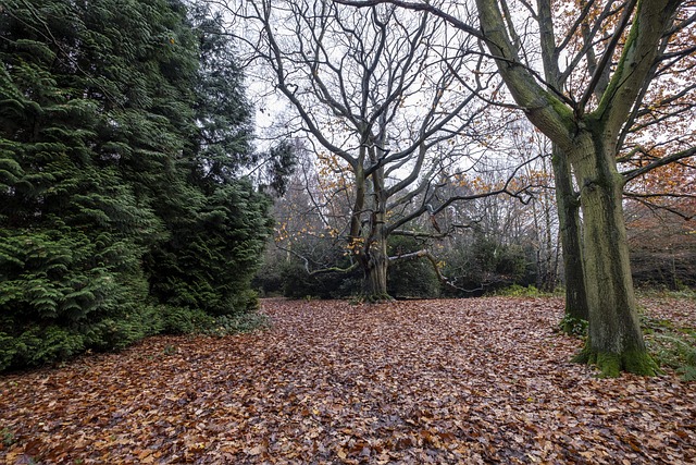 Apley Woods Trees - Free photo on Pixabay