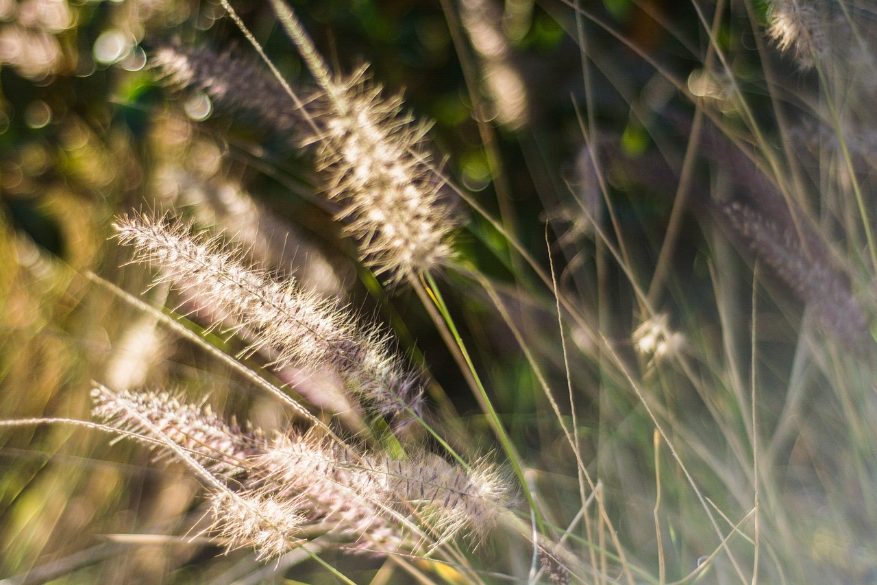 Espiga Espigas Naturaleza - Foto gratis en Pixabay - Pixabay