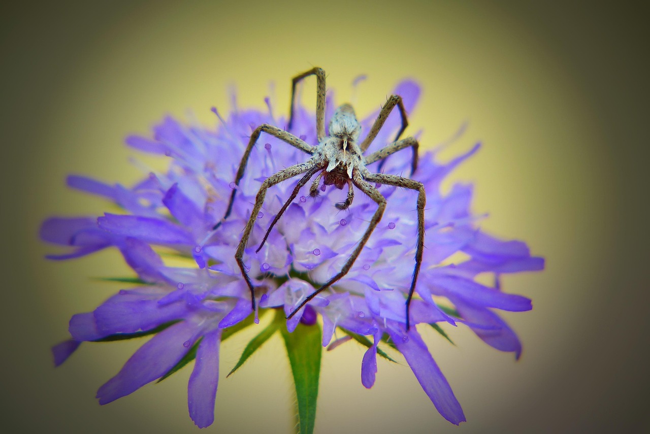 Wunderbar Spinne Deutschland Neu Bild