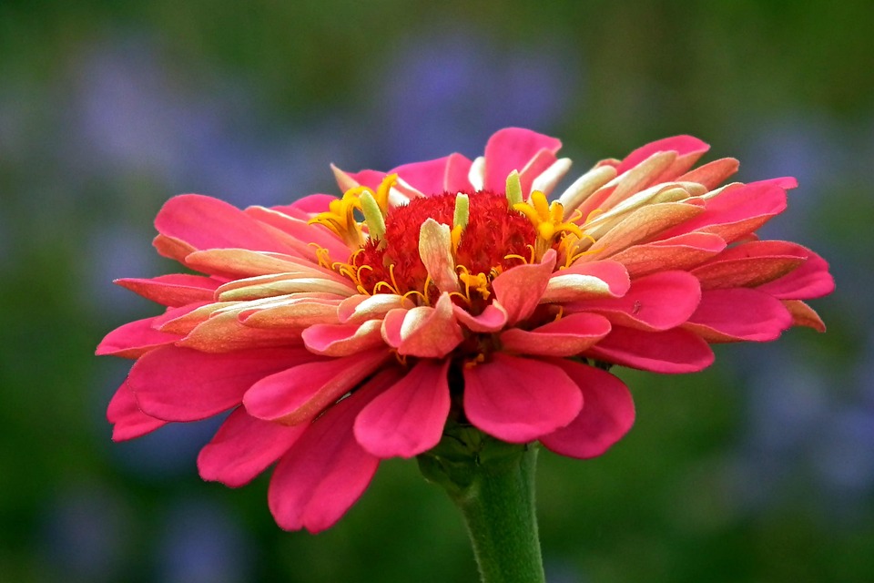 Zinnia Flor Vistoso - Foto gratis en Pixabay - Pixabay
