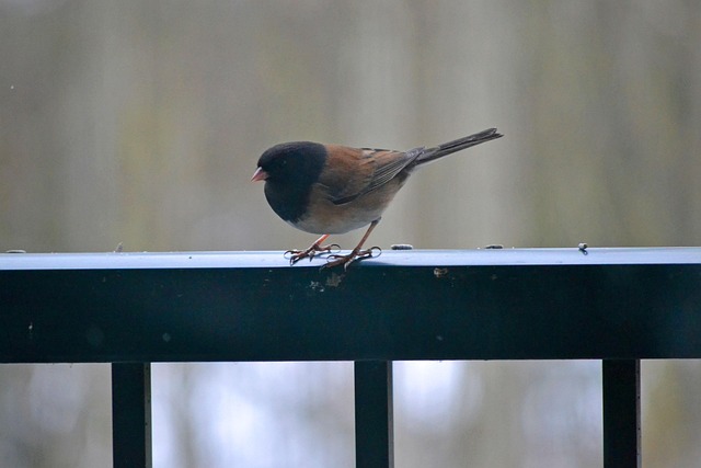 Bird Feather Rail - Free photo on Pixabay