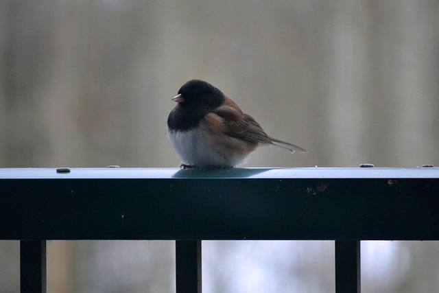Bird Feather Rail - Free photo on Pixabay - Pixabay