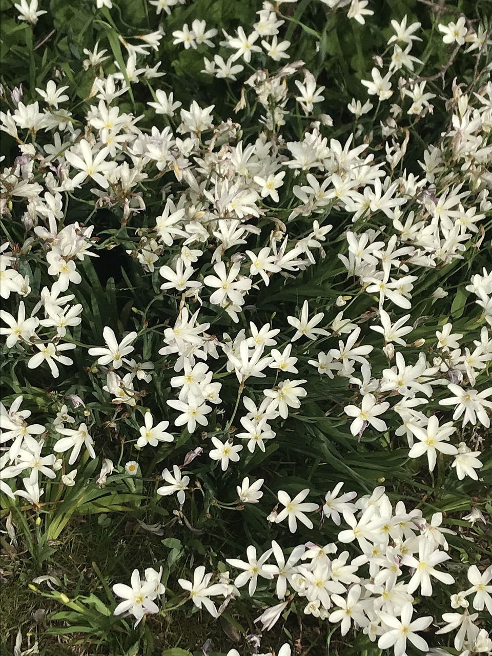 Flor Floral Branco - Foto gratuita no Pixabay - Pixabay