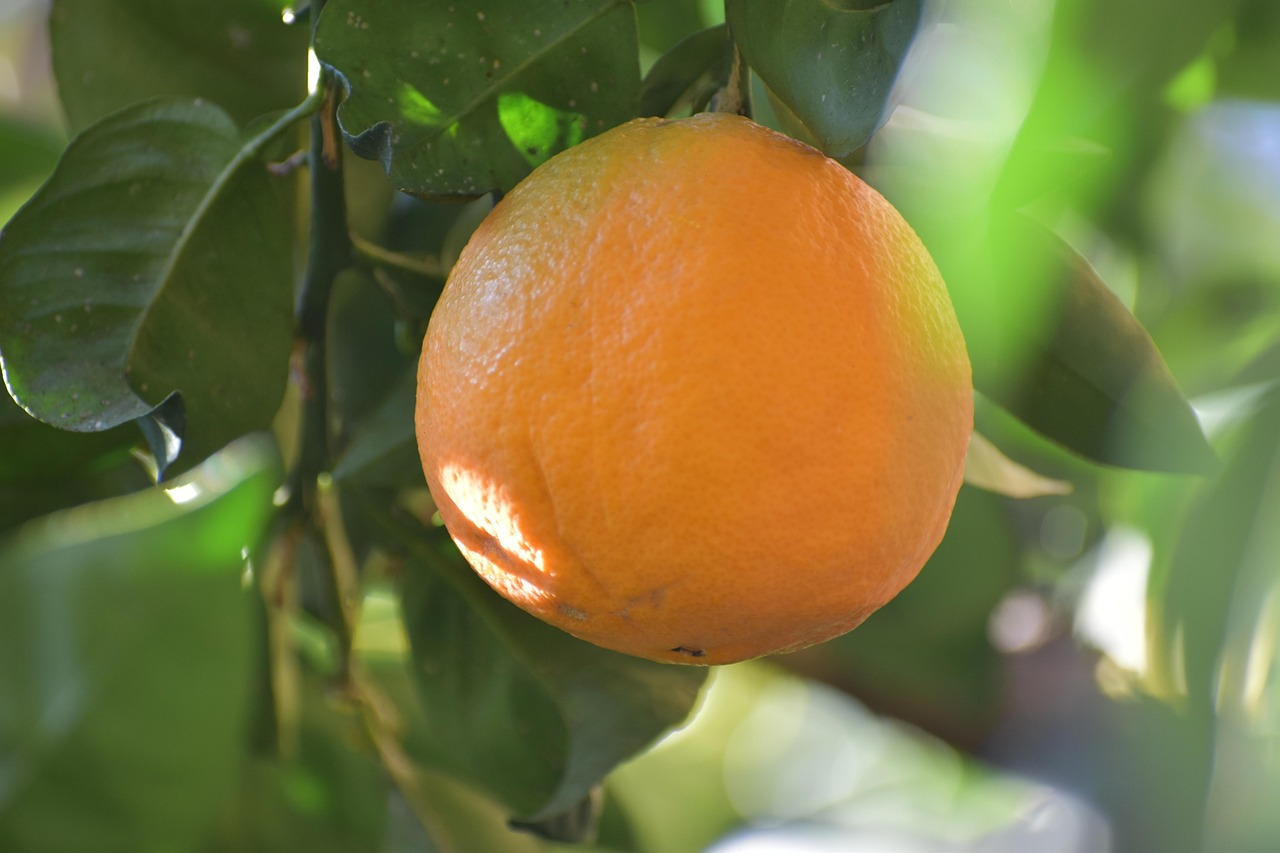 Laranja Laranjas Fruta Frutas - Foto gratuita no Pixabay - Pixabay