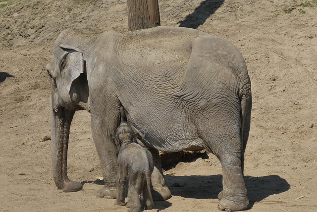 Elefante Con Chico Zoo Bélgica - Foto gratis en Pixabay - Pixabay