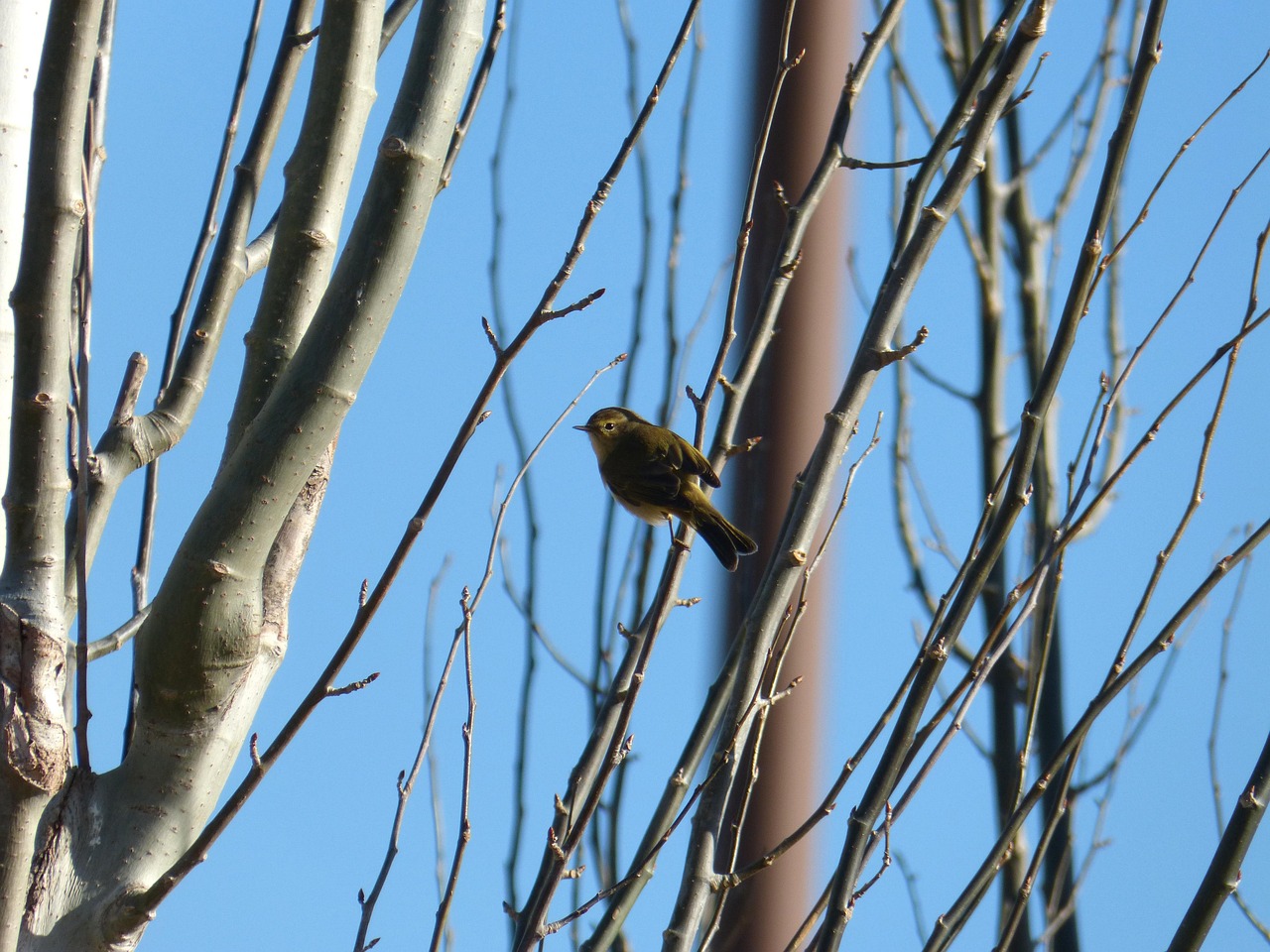 Bird Phylloscopus Collybita Common - Free photo on Pixabay - Pixabay