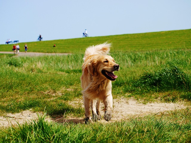 Jenis Anjing Golden Retriever - Foto gratis di Pixabay - Pixabay
