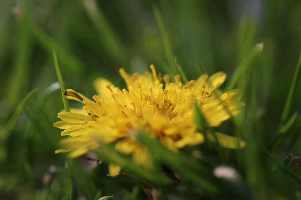 Blume Blöte Gelb - Kostenloses Foto auf Pixabay - Pixabay