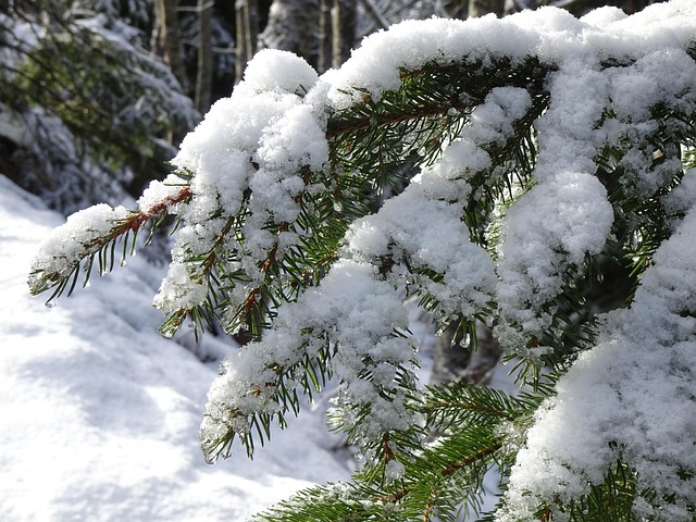 Nevado Árvore De Abeto Ramos - Foto gratuita no Pixabay - Pixabay