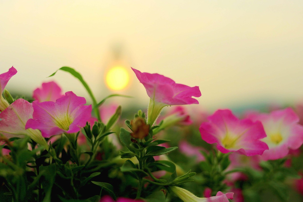 Flower Sunset Nature - Free photo on Pixabay