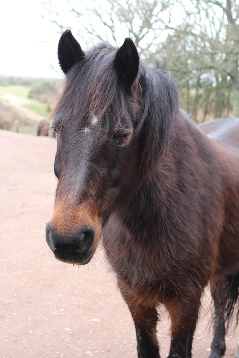 Pony Neuer Wald Hampshire - Kostenloses Foto auf Pixabay - Pixabay